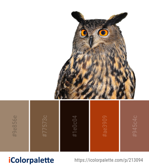 Color Palette Ideas from Owl Bird Of Prey Image | iColorPalette