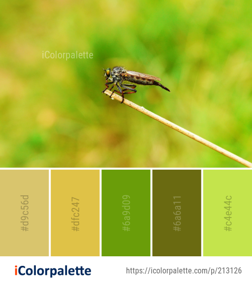 Color Palette Ideas from Insect Wildlife Fauna Image | iColorpalette