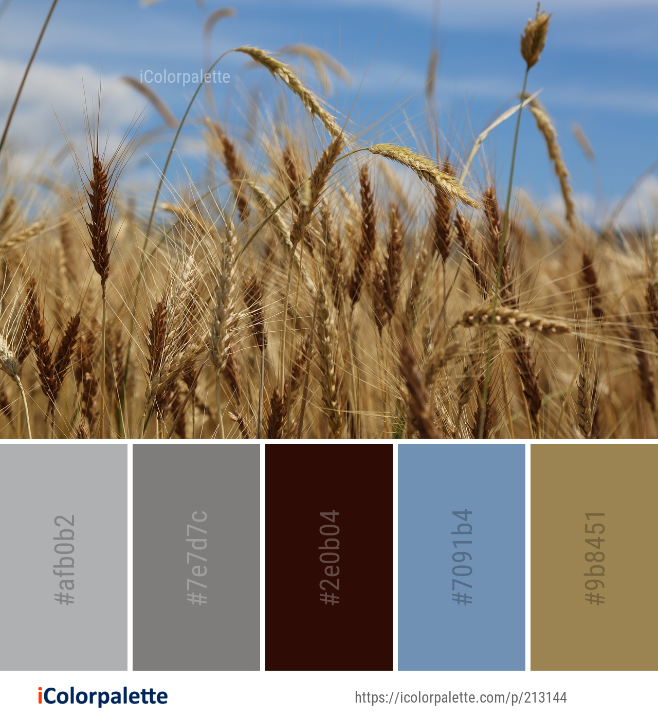 Color Palette Ideas from Wheat Food Grain Rye Image | iColorpalette