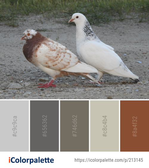 Color Palette Ideas from Bird Pigeons And Doves Fauna Image | iColorpalette