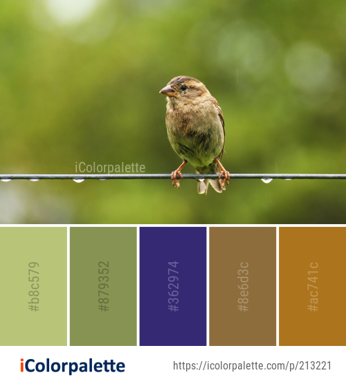 144+ Sparrow Color Palette ideas in 2026 | iColorPalette