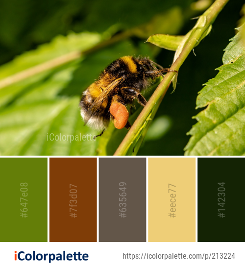 Color Palette Ideas from Insect Bee Bumblebee Image | iColorpalette