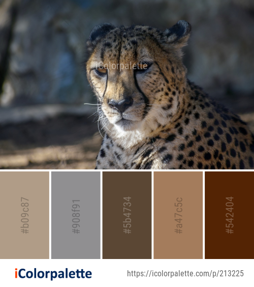 Color Palette Ideas from Cheetah Terrestrial Animal Wildlife Image ...