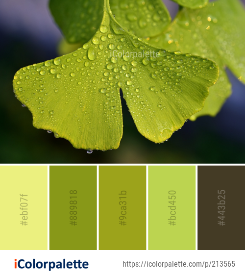 Color Palette Ideas from Dew Water Green Image | iColorpalette