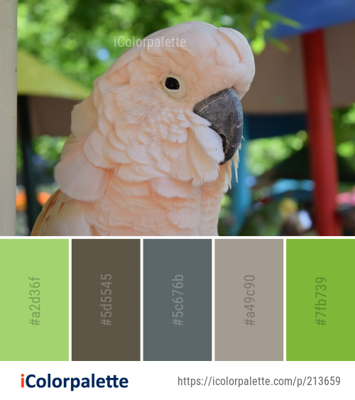 Color Palette Ideas from Bird Parrot Beak Image | iColorPalette