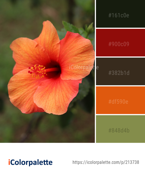 Color Palette Ideas from Flower Hibiscus Flowering Plant Image ...