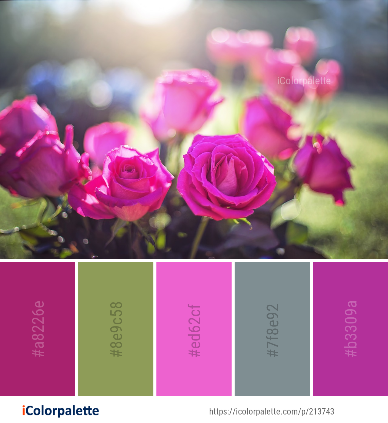 Color Palette Ideas from Flower Rose Pink Image | iColorpalette