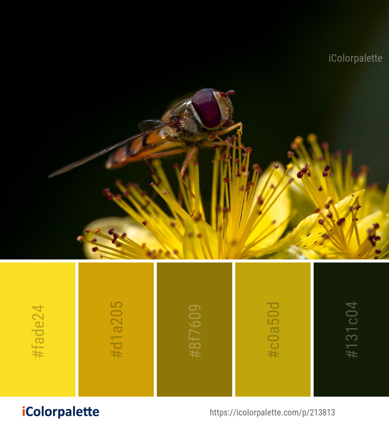 Color Palette Ideas from Insect Macro Photography Pest Image ...