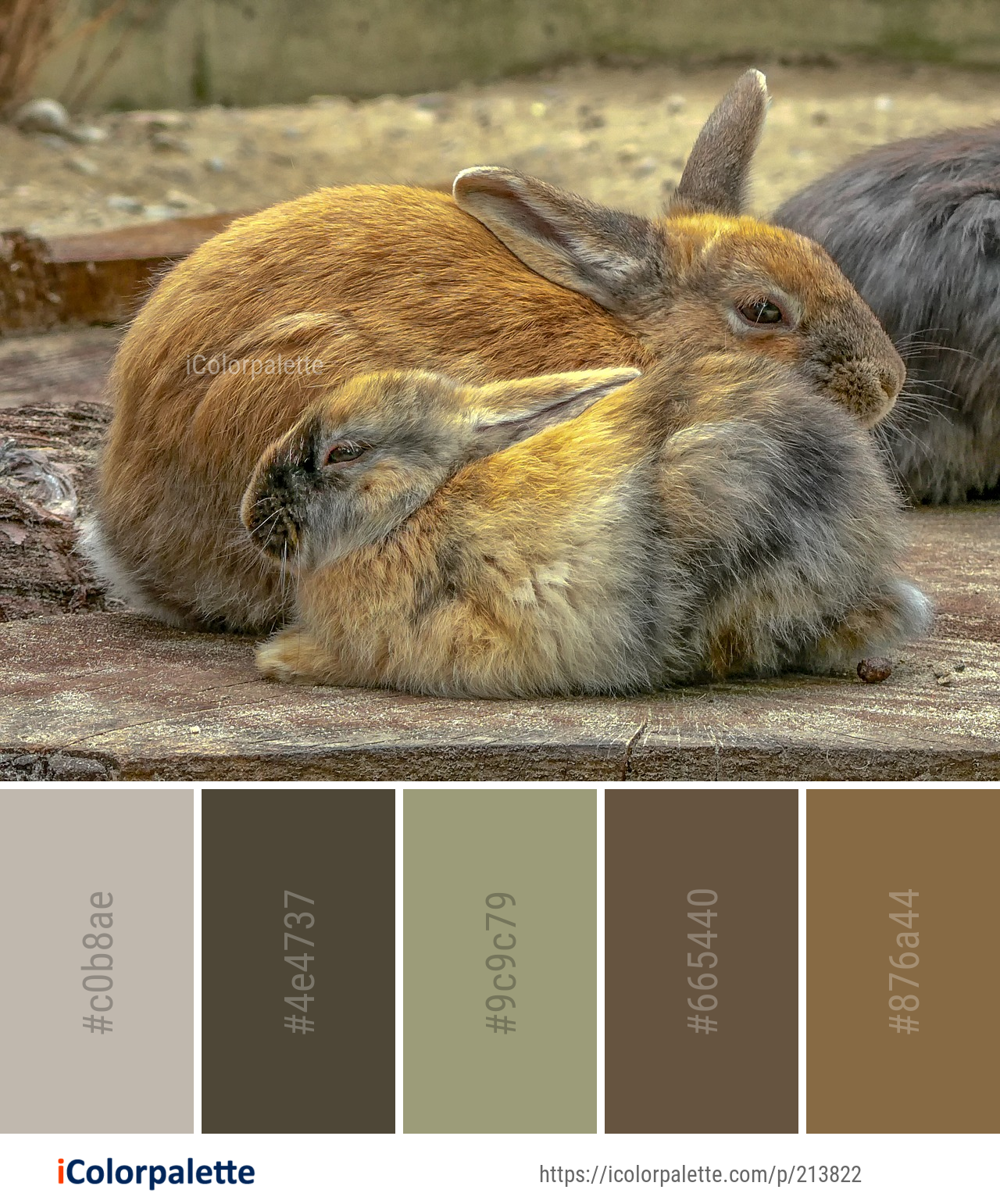 Color Palette Ideas from Mammal Fauna Wildlife Image | iColorpalette