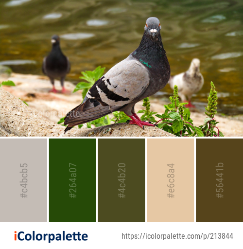 Color Palette Ideas from Bird Fauna Pigeons And Doves Image | iColorpalette