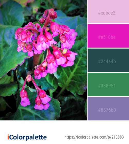 begonia – iColorpalette