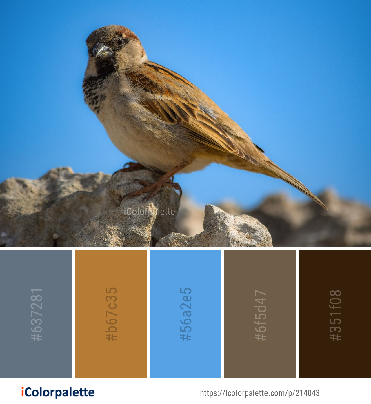Color Palette Ideas from Bird Sparrow Fauna Image | iColorpalette