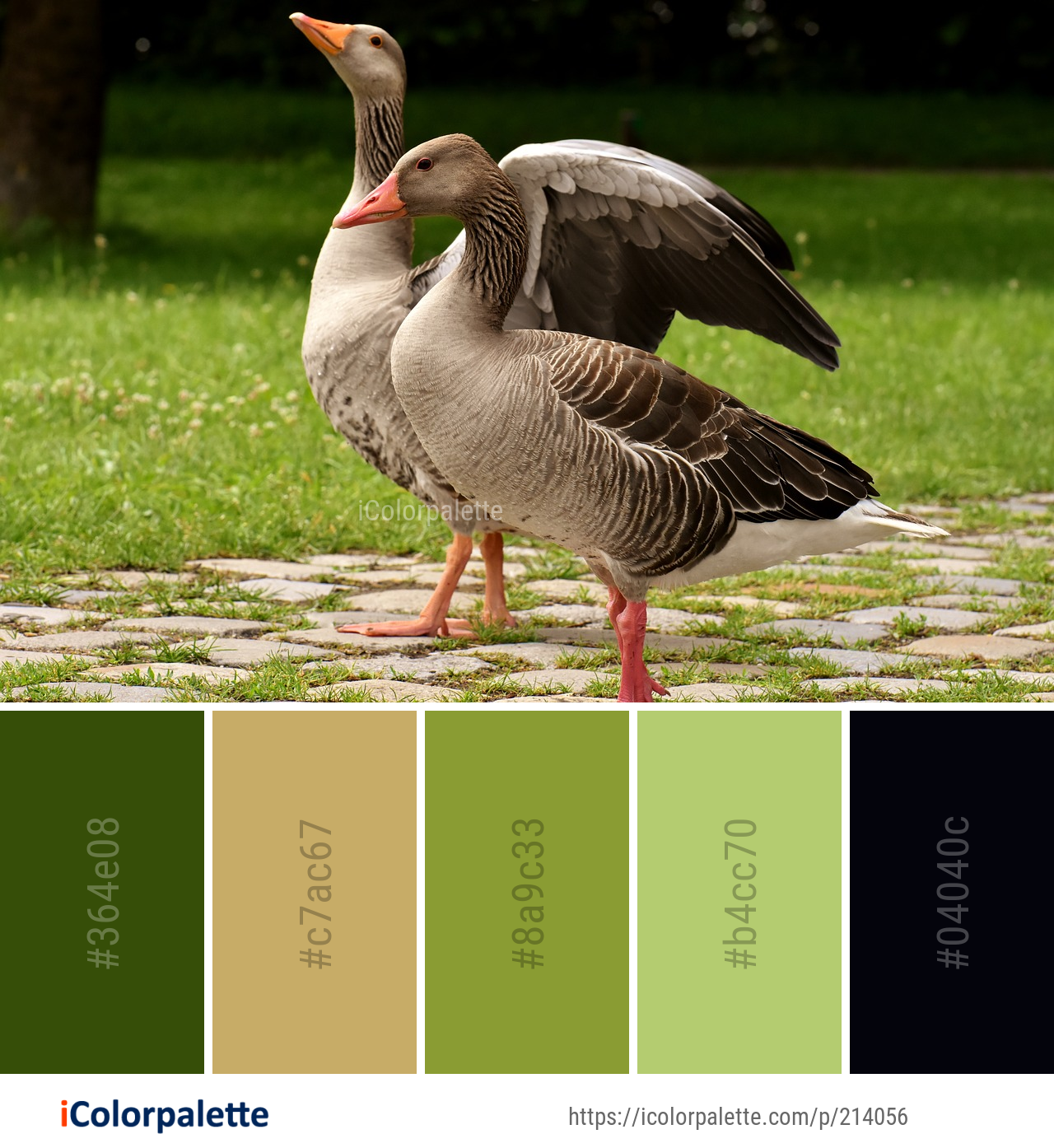 Color Palette Ideas from Bird Water Goose Image | iColorpalette