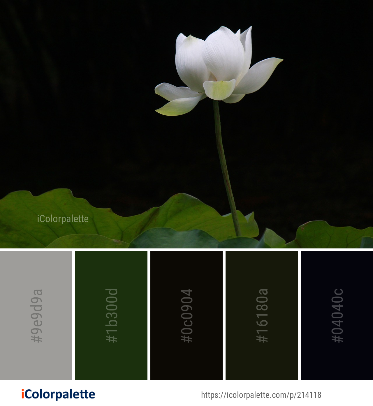 Color Palette Ideas from Flower Plant Lotus Image | iColorpalette
