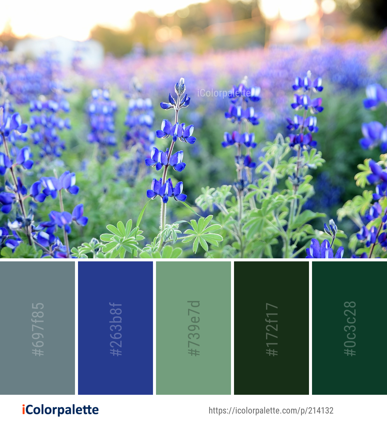 Color Palette Ideas from Blue Plant Flower Image | iColorpalette