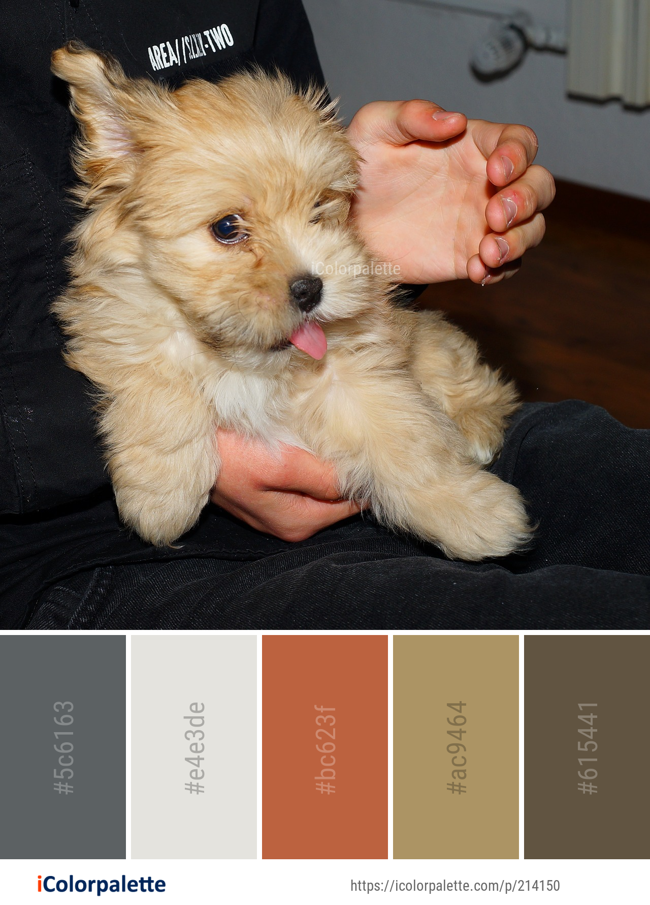 7 Morkie Color Palette ideas in 2025 | iColorpalette
