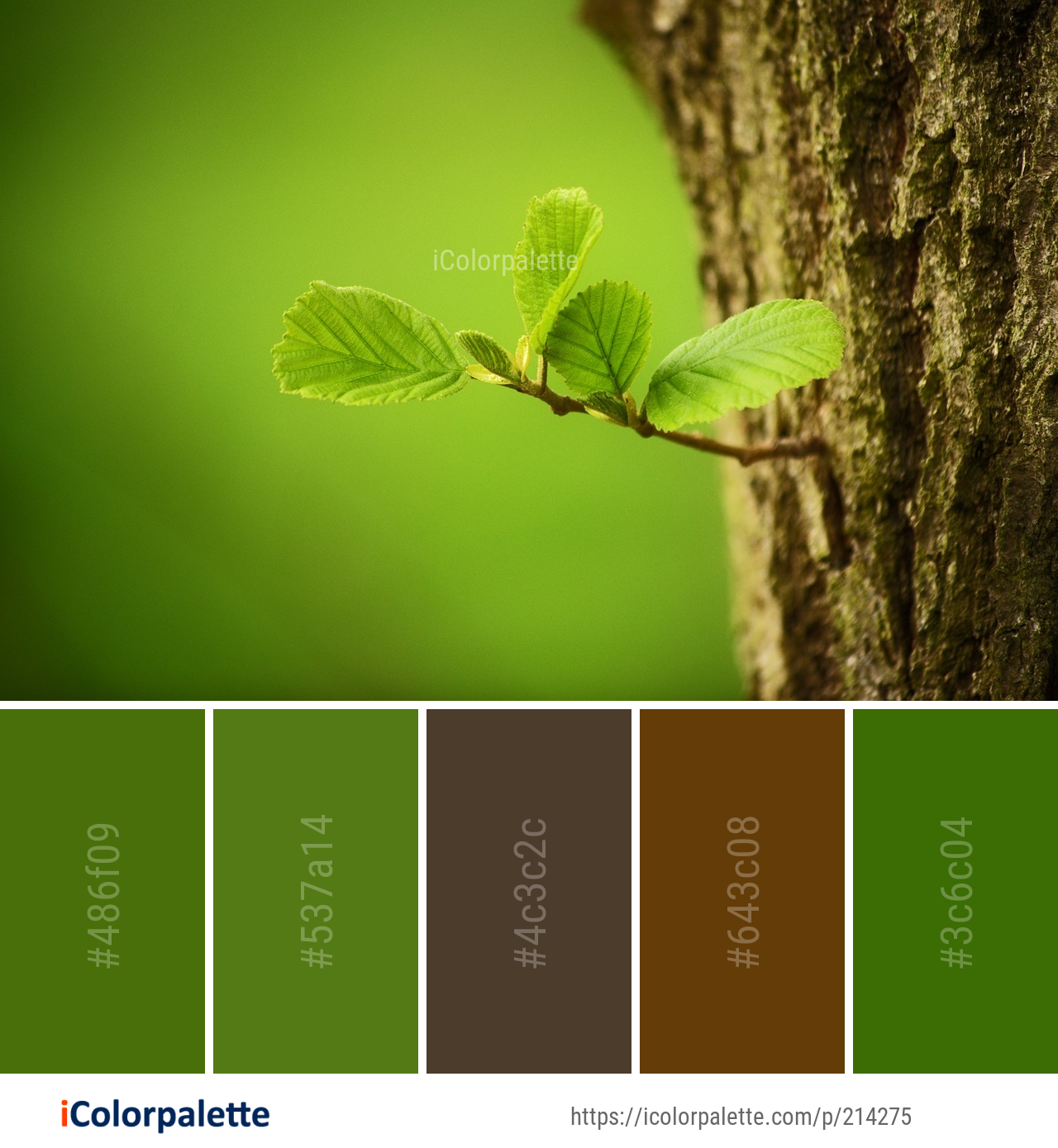 Color Palette Ideas from Green Leaf Vegetation Image | iColorpalette