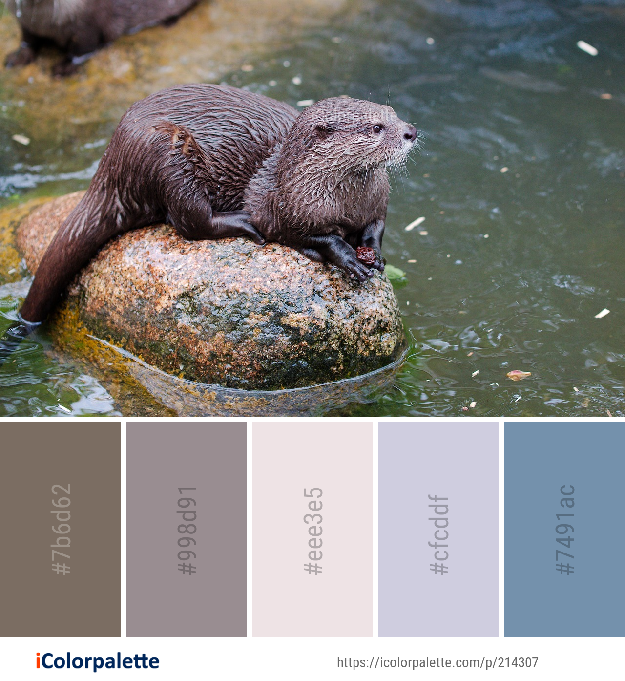 Color Palette Ideas from Otter Mammal Fauna Image | iColorpalette