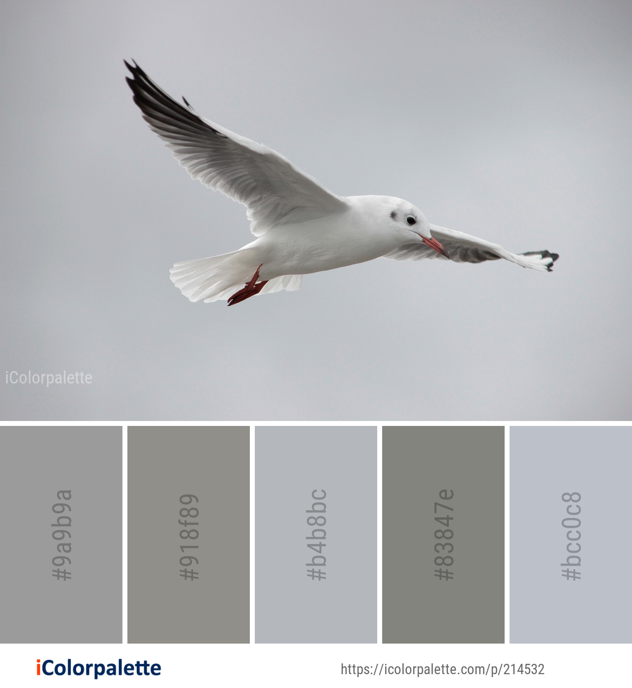 Color Palette Ideas from Bird Gull Seabird Image | iColorpalette