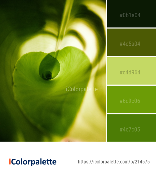 Color Palette Ideas from Green Leaf Close Up Image | iColorpalette