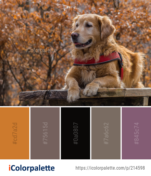 252+ Dog Color Palette ideas in 2025 | iColorPalette