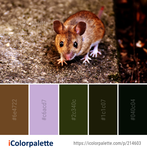Color Palette Ideas from Mouse Fauna Mammal Image | iColorpalette