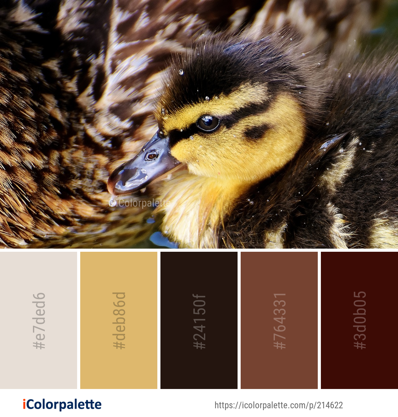 Color Palette Ideas from Duck Bird Beak Image | iColorpalette