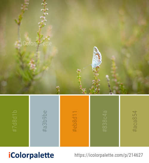 Color Palette Ideas from Insect Butterfly Moths And Butterflies Image ...
