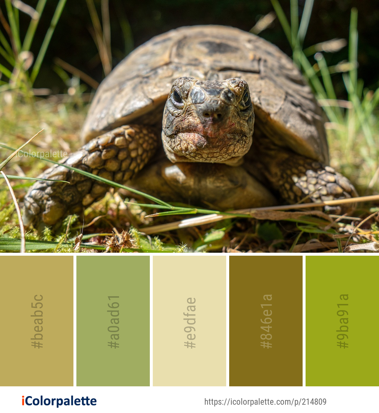 24 Tortoise Color Palette ideas in 2025 | iColorpalette