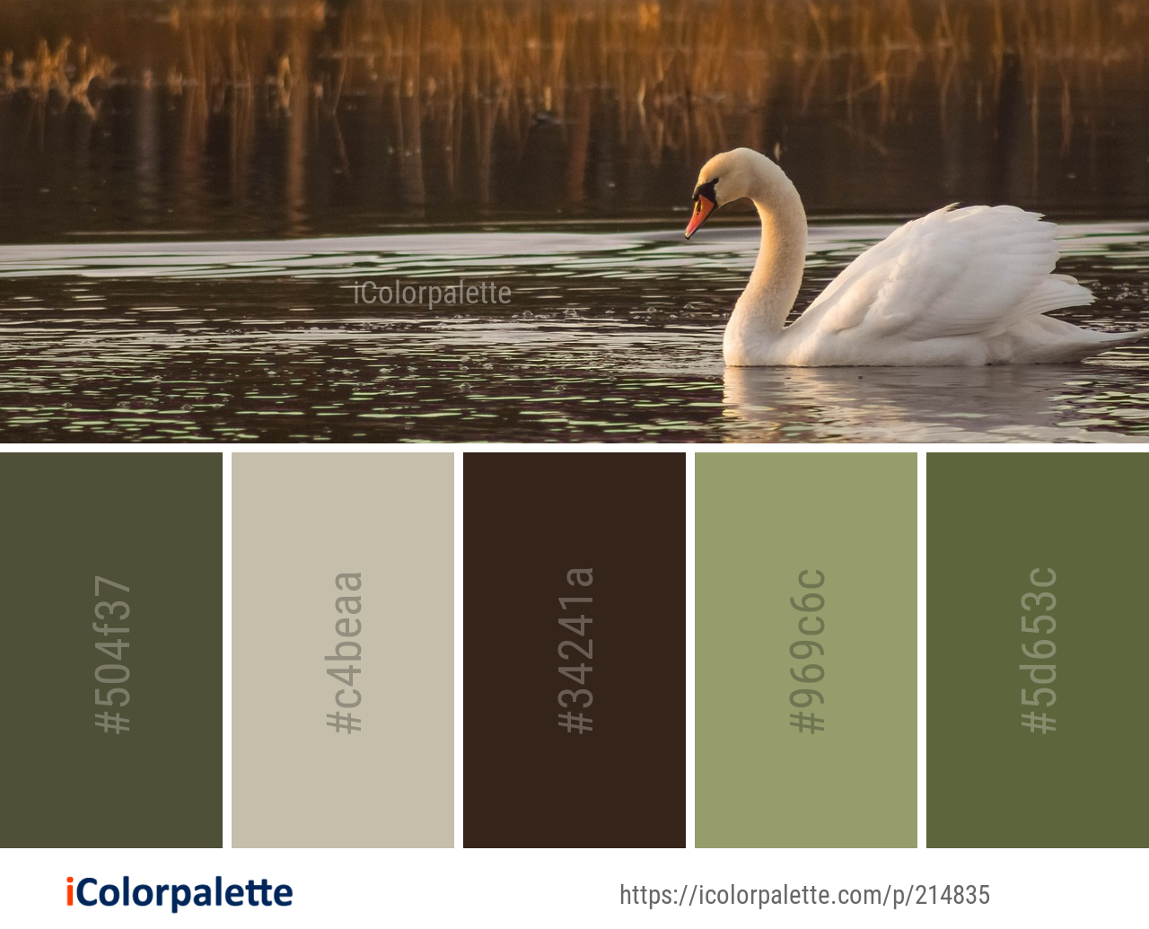 Color Palette Ideas from Swan Water Bird Image | iColorpalette
