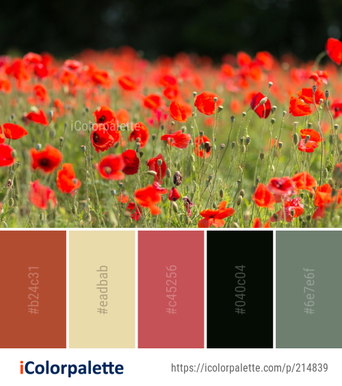 Color Palette Ideas from Flower Wildflower Field Image | iColorpalette