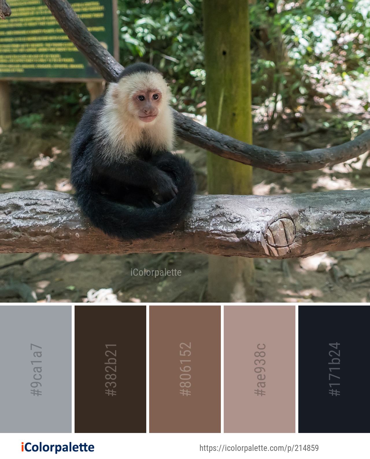 Color Palette Ideas from Mammal New World Monkey Fauna Image ...