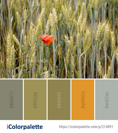 Color Palette Ideas from Grass Family Plant Food Grain Image ...