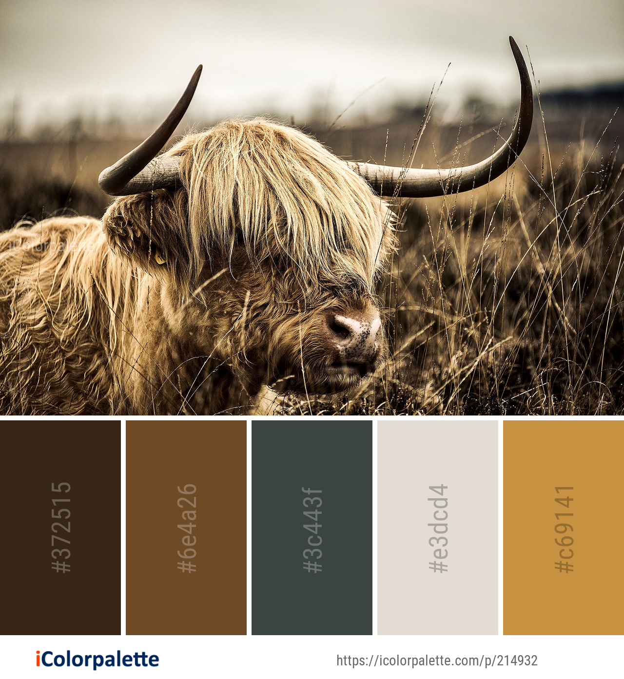 18 Ox Color Palette ideas in 2025 | iColorpalette