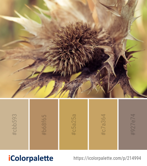 Color Palette Ideas from Flora Close Up Thorns Spines And Prickles ...