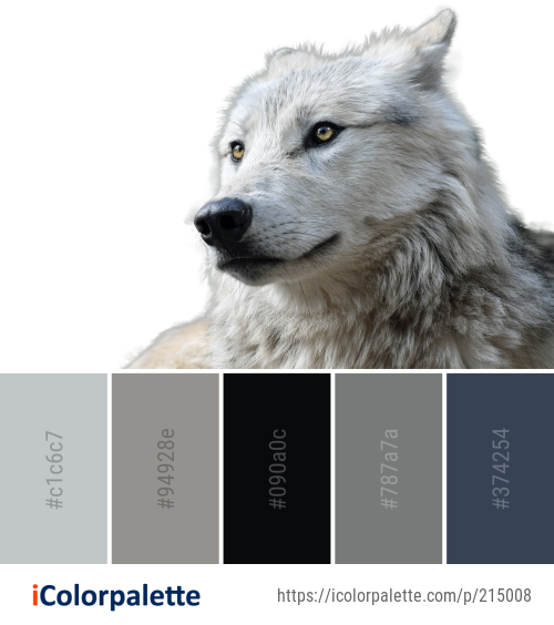 Color Palette Ideas from Wildlife Fauna Snout Image | iColorpalette