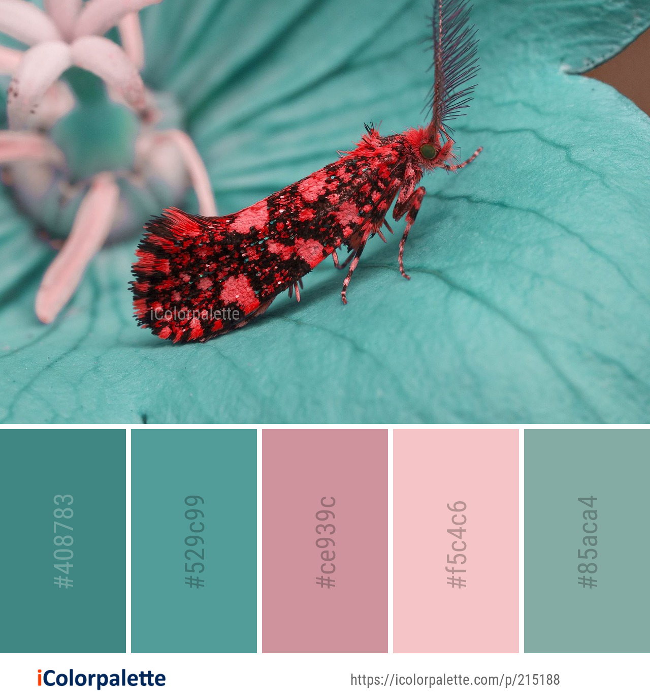 Color Palette Ideas from Insect Invertebrate Close Up Image | iColorpalette