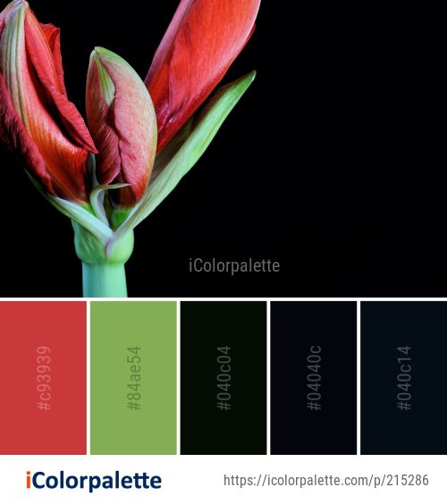 Color Palette Ideas from Flower Plant Red Image | iColorpalette