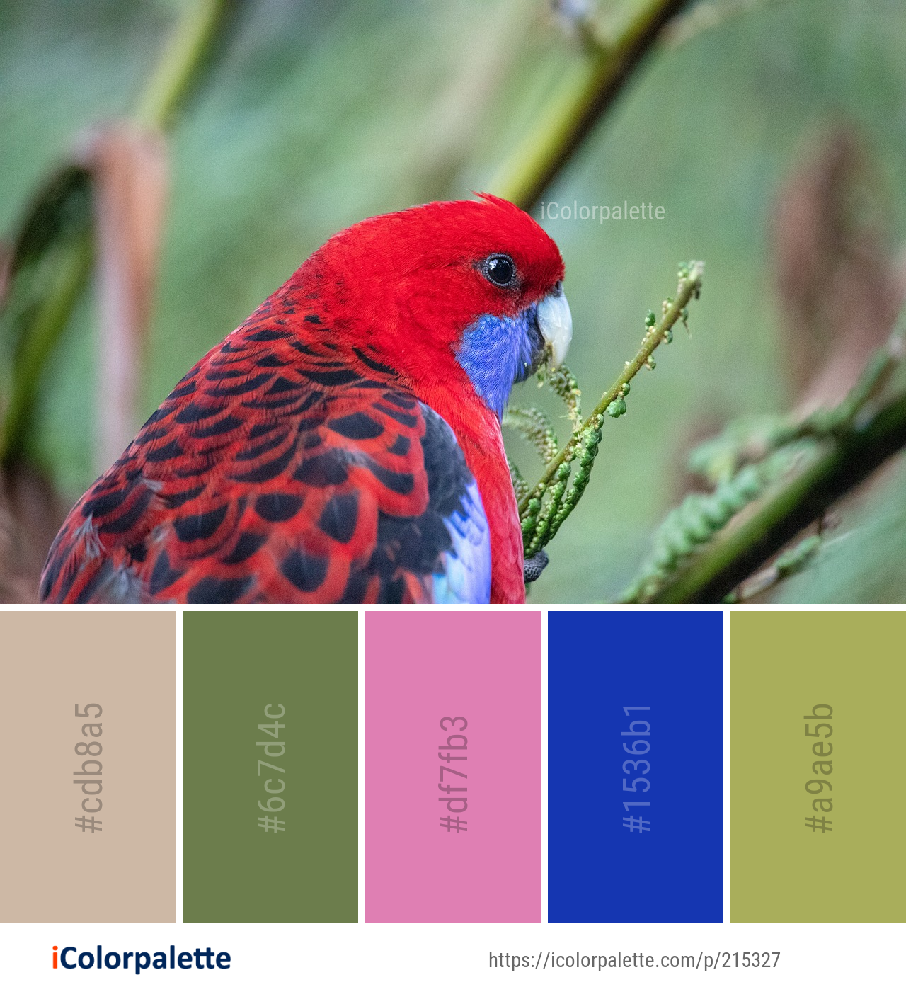 Color Palette Ideas from Bird Beak Fauna Image | iColorPalette