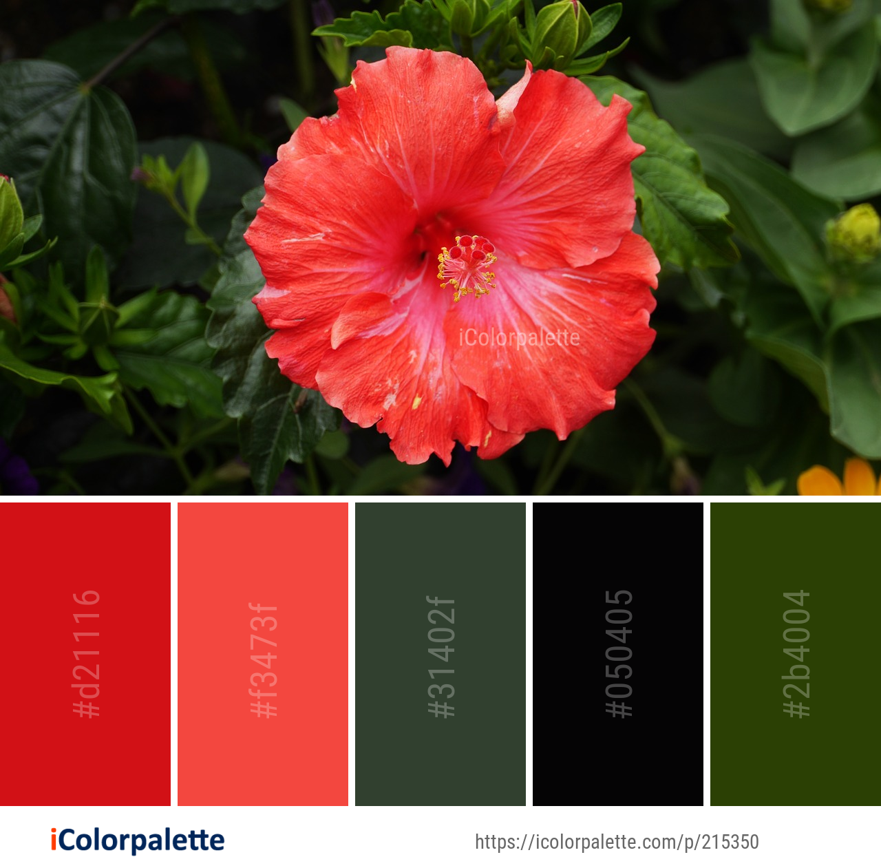 Color Palette Ideas from Flower Plant Hibiscus Image | iColorpalette