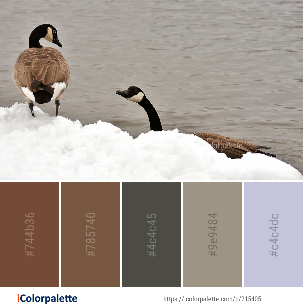 Color Palette Ideas from Water Bird Ducks Geese And Swans Image ...