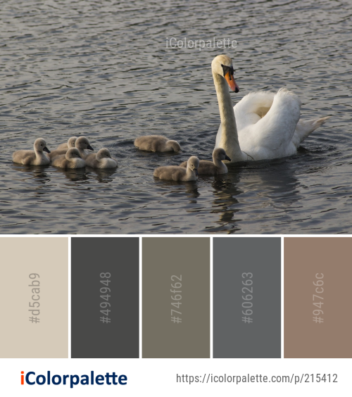 Color Palette Ideas from Swan Bird Water Image | iColorpalette