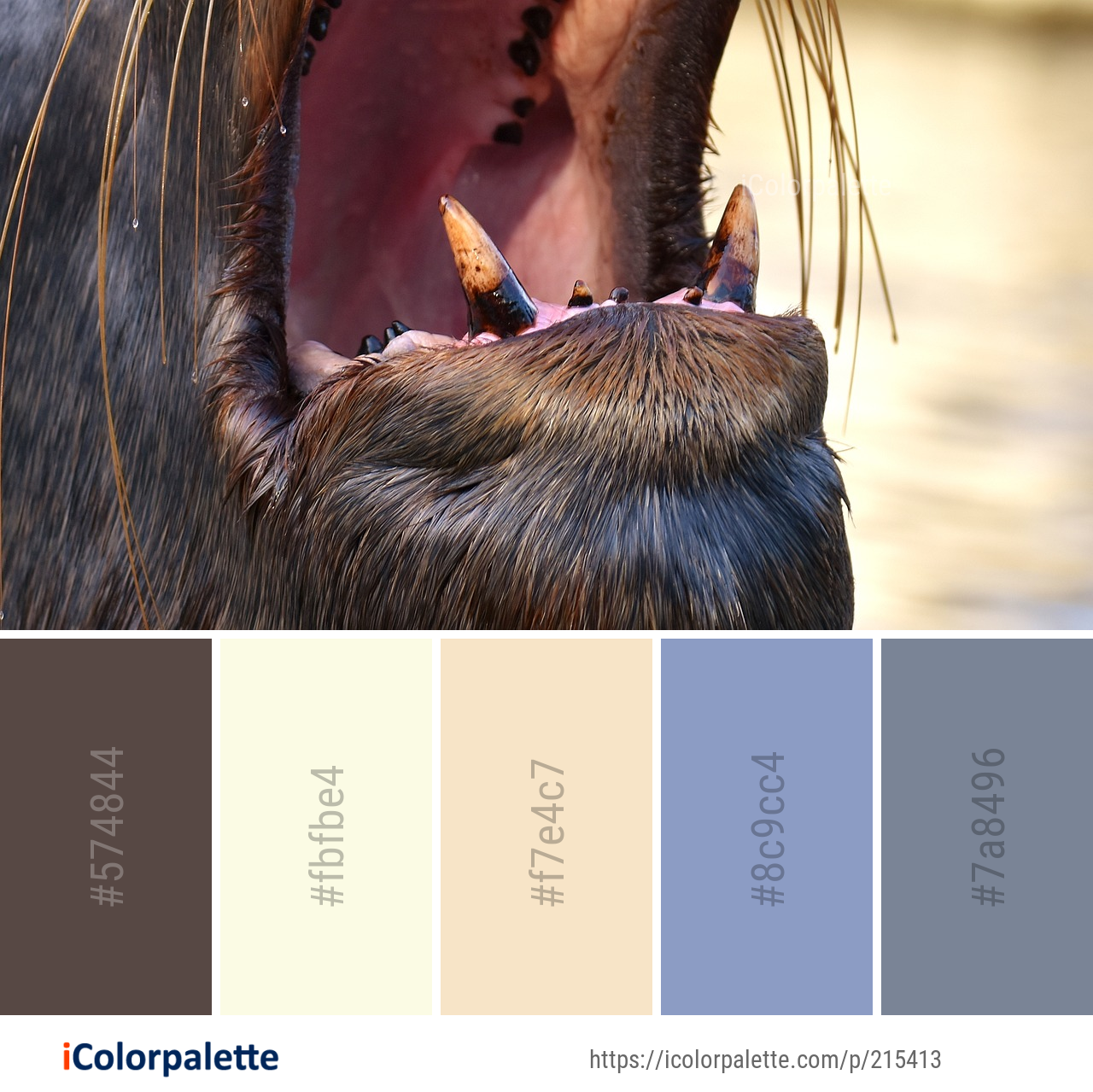Color Palette Ideas from Mammal Fauna Wildlife Image | iColorpalette