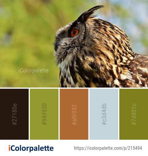 Color Palette Ideas from Owl Beak Bird Image | iColorpalette