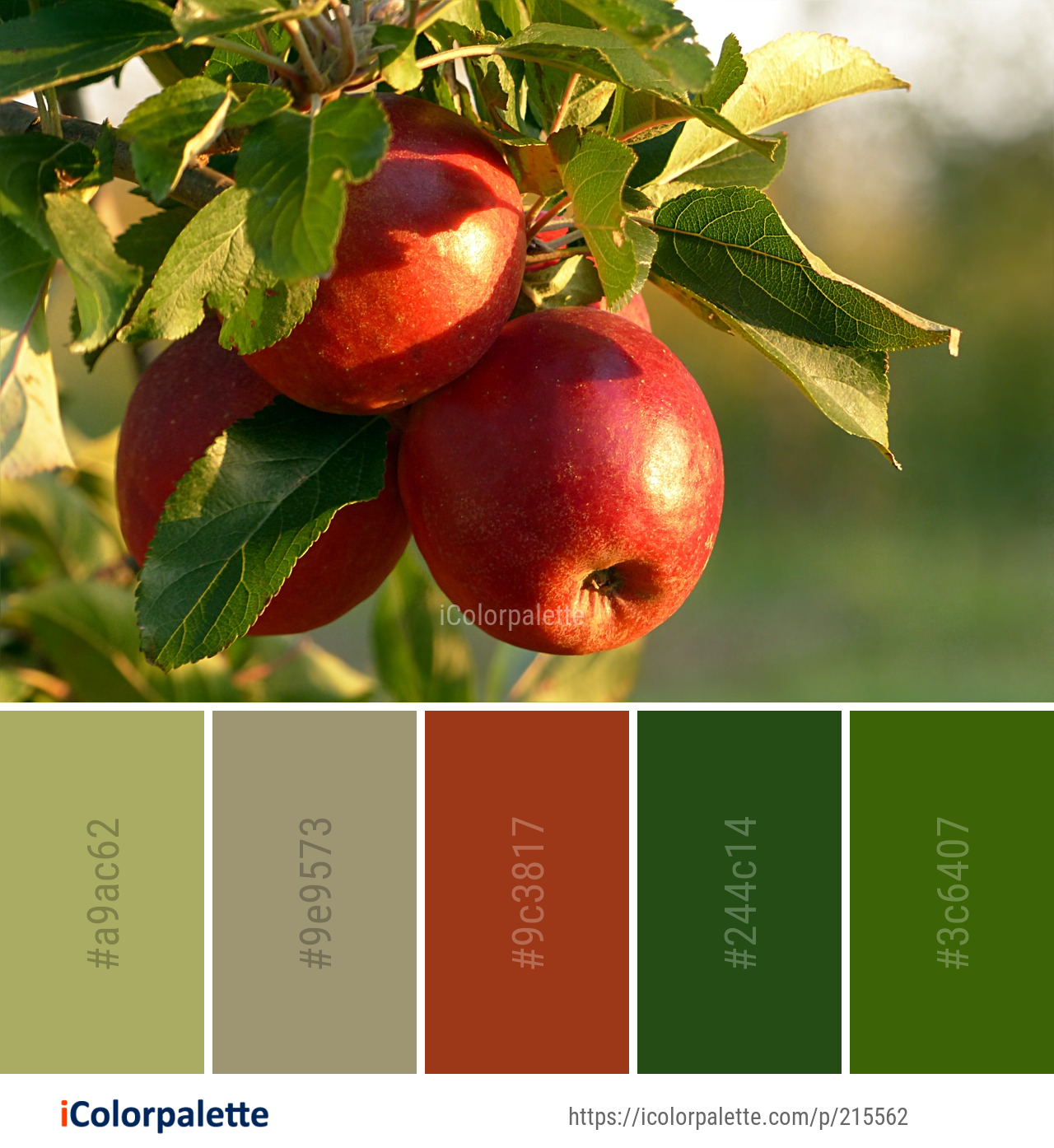 Color Palette Ideas from Fruit Apple Produce Image | iColorpalette