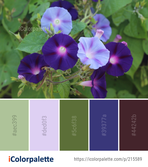 9+ Morning Glory Color Palette ideas in 2026 | iColorPalette