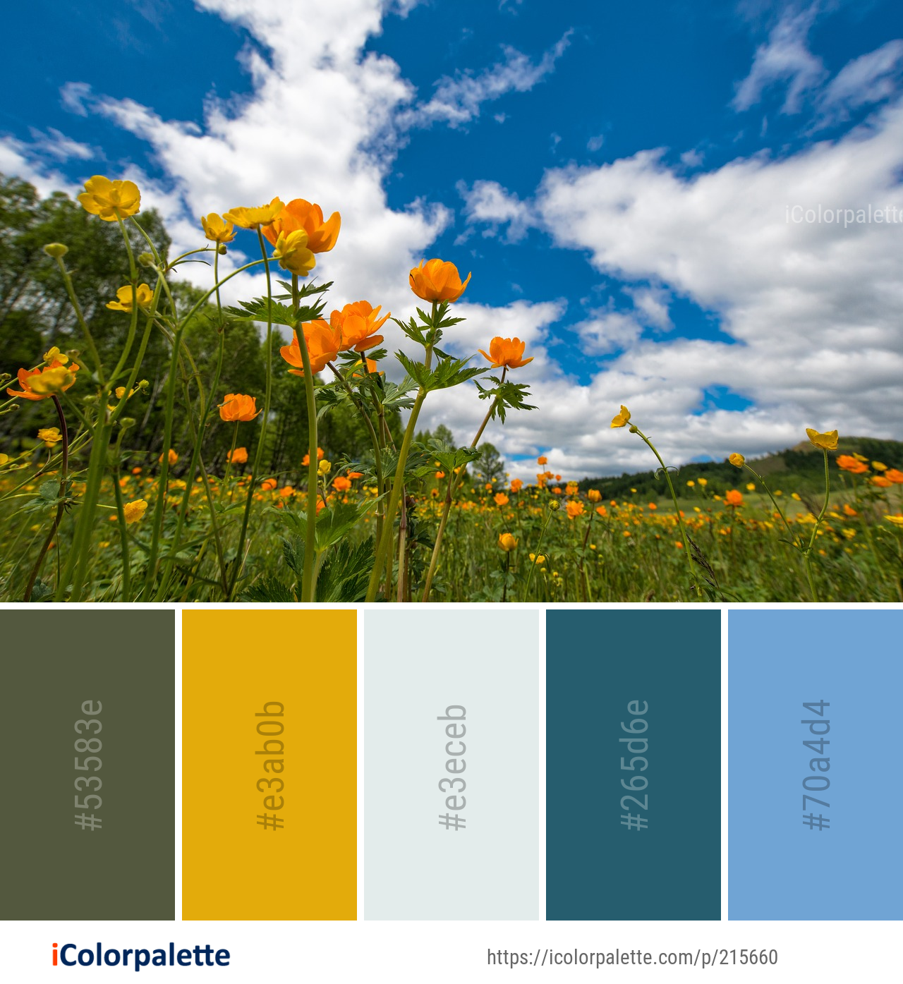 Color Palette Ideas from Flower Sky Field Image | iColorpalette