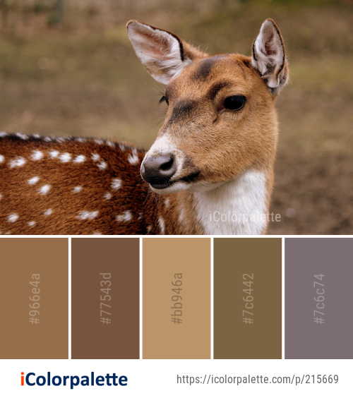 Color Palette Ideas from Wildlife Fauna Mammal Image | iColorpalette