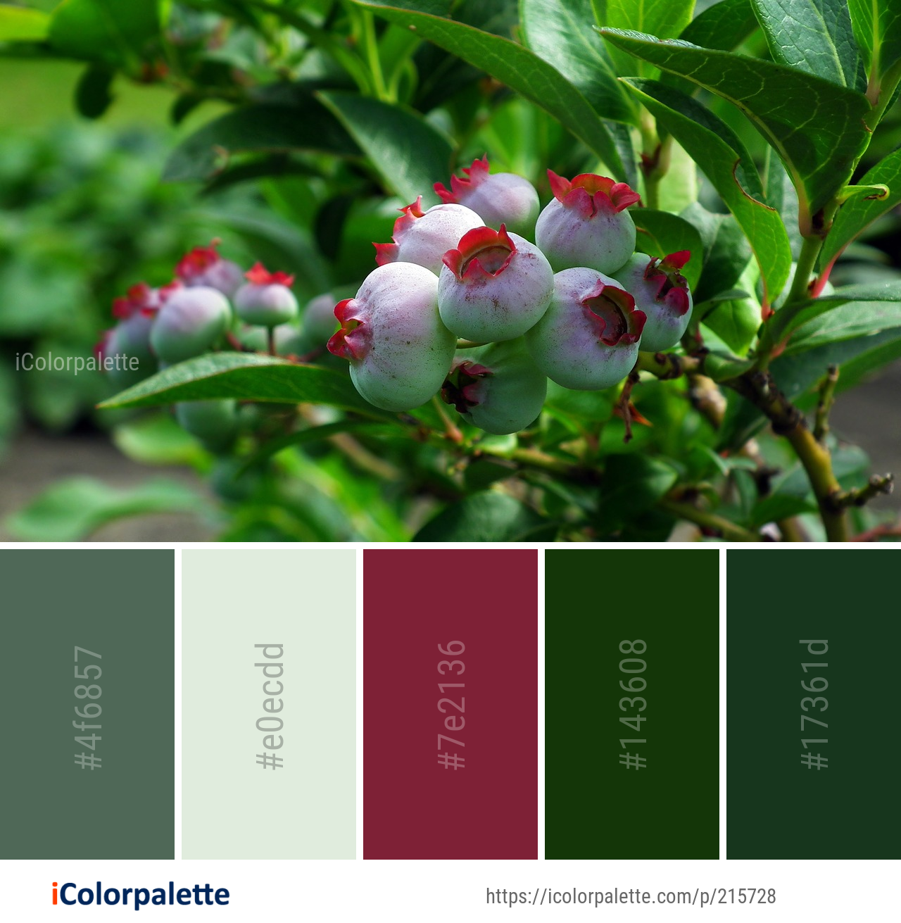 186+ Berry Color Palette ideas in 2025 | iColorPalette