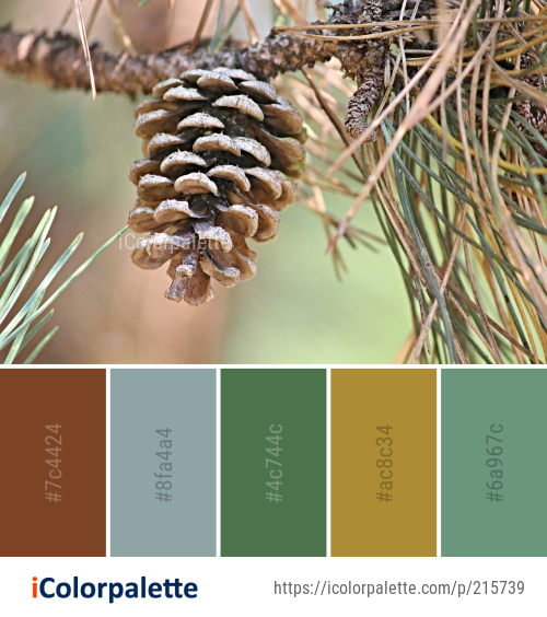 Color Palette Ideas from Pine Family Conifer Cone Image | iColorpalette